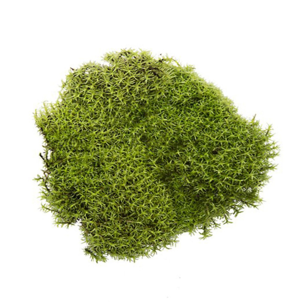 musgo verde natural para terrário decoração kokedama - Escorrega o Preço