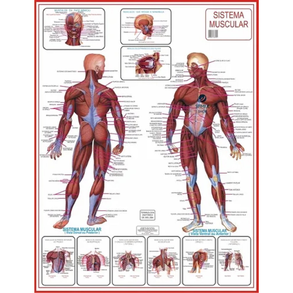 Mapa Do Corpo Humano Sistema Muscular Anatomia 120 cm x 90 cm - Grande ...