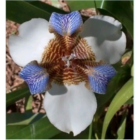 Flor Iris Candida | Shopee Brasil