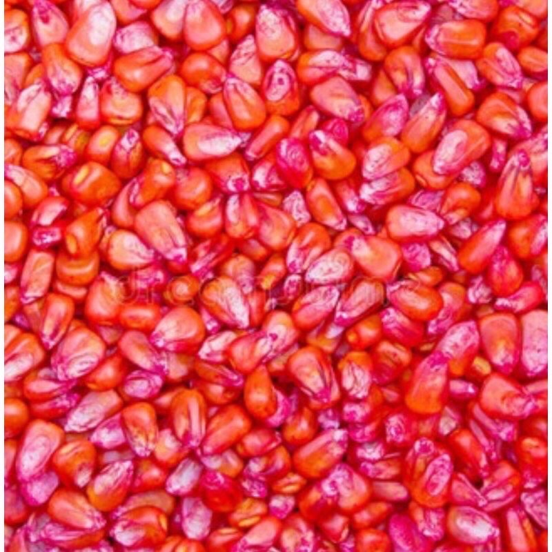 Semente De Milho Transg. Agroceres Ag 1051 Para Milho Verde Pamonha E ...