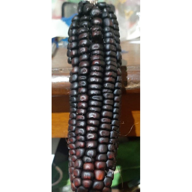 Milho preto Peruano sementes!!Plantação Própria!! | Shopee Brasil
