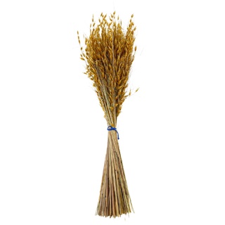 Capim Ouro Flor Desidratada Sempre Viva Com 400 Hastes | Shopee Brasil