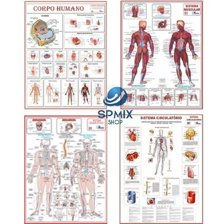 Kit 4 Mapa Corpo Humano Muscular Circulatório Esquelético 120 cm x 90 ...