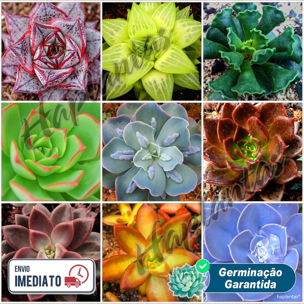 Sementes cactos e suculentas Kit com 500 sementes variadas | Shopee Brasil