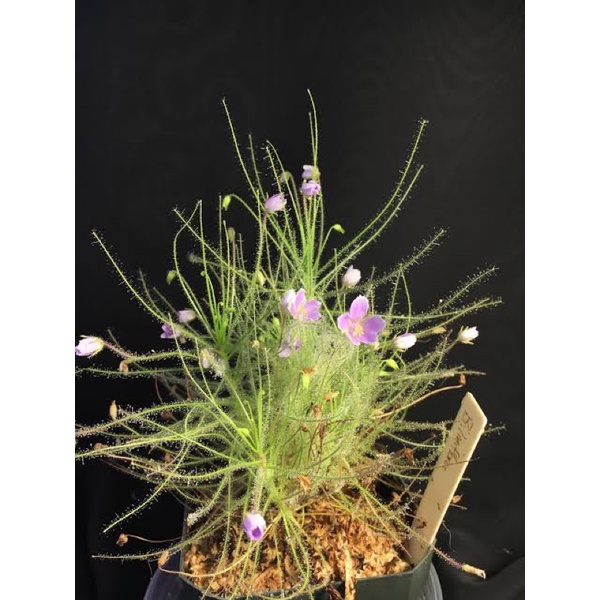 20 sementes de Byblis liniflora | Shopee Brasil