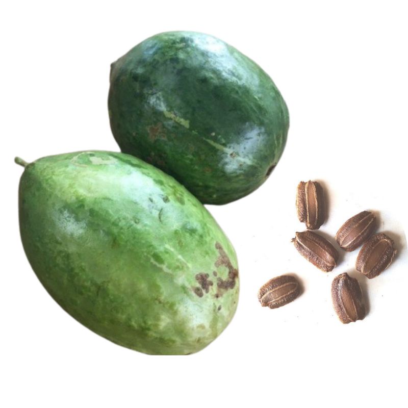 Sementes de Caxi - Porongo - Purungo - Comestível - 100% Natural e ...