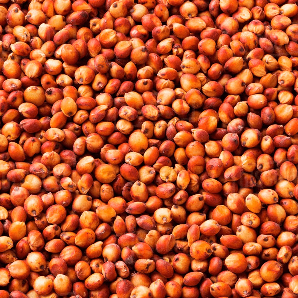 Sorgo Vermelho, 2 kg, para plantar ou ração | Shopee Brasil