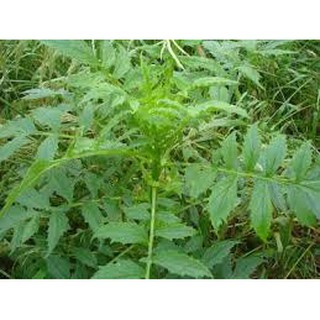 250 Sementes Capiçoba, maria Gondó,( Erechtites valerianaefolia DC ...