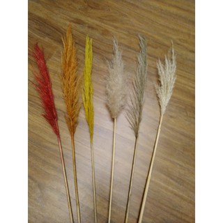 Mini Capim dos Pampas - colorido seco natural decoração Pinterest ...