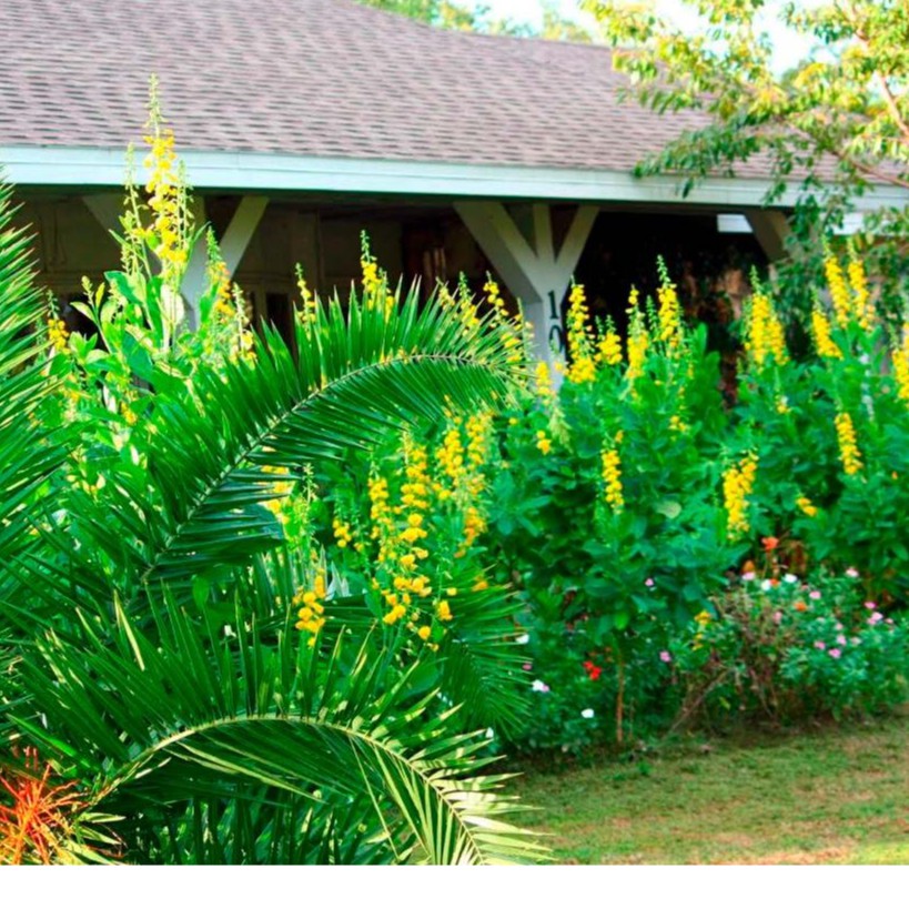 Sementes Crotalaria Spectabilis | BeeCost