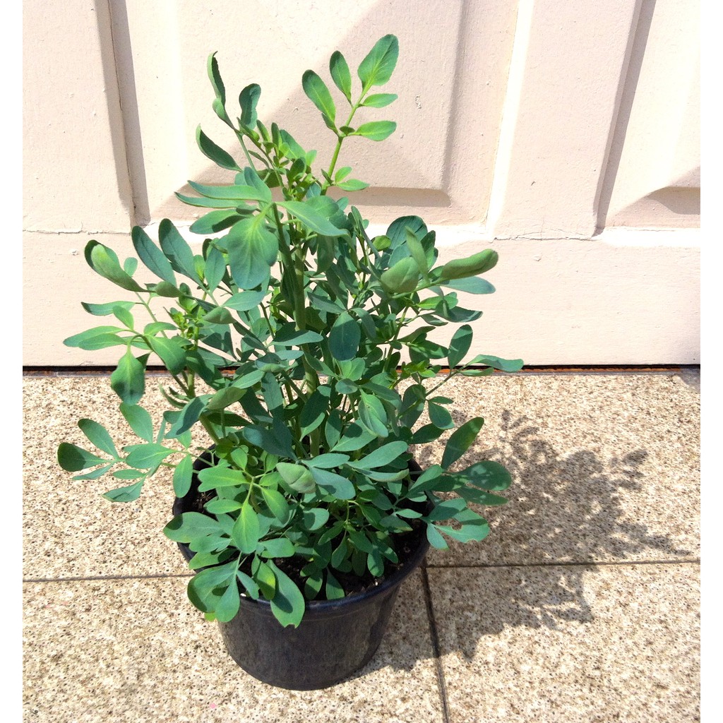 150 Sementes De Arruda Rue Ruta Graveolens planta medicinal e ...