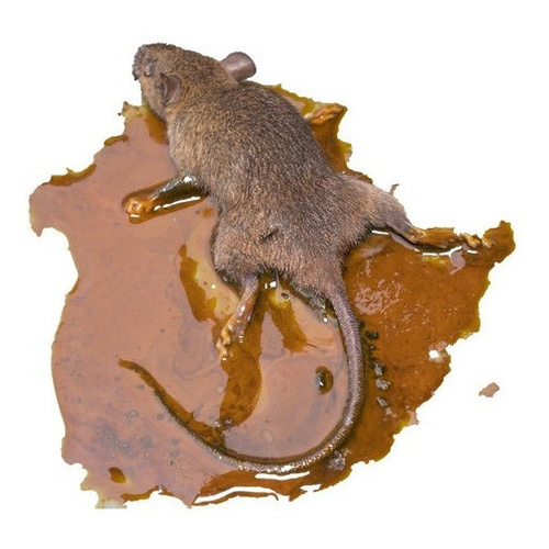 Armadilha Cola Rato Camundongo (gabiru) 24 Un. | Shopee Brasil