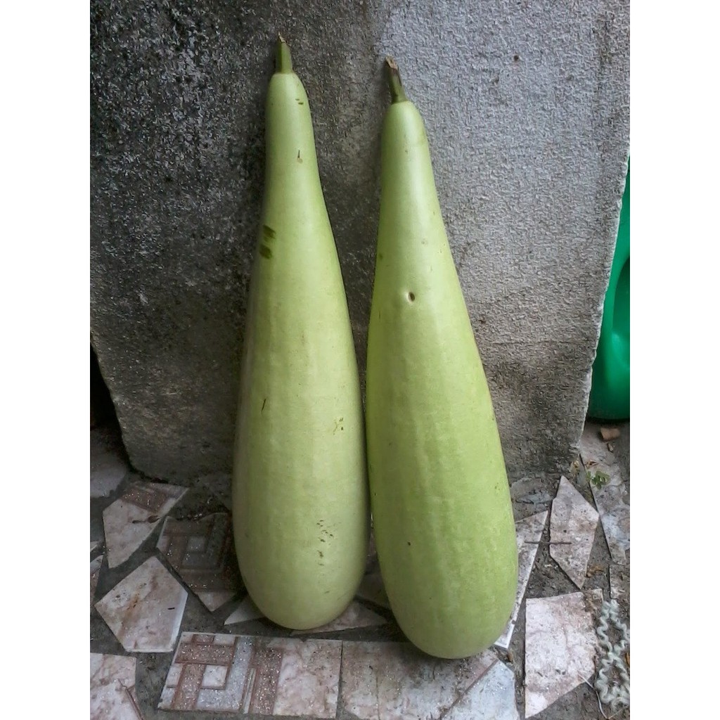 100 Sementes Porongo Cabaça Gigante Para Plantio | Shopee Brasil