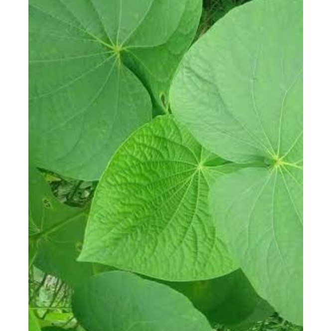 sementes de capeba pariparoba 800 sementes para plantar produtos ...