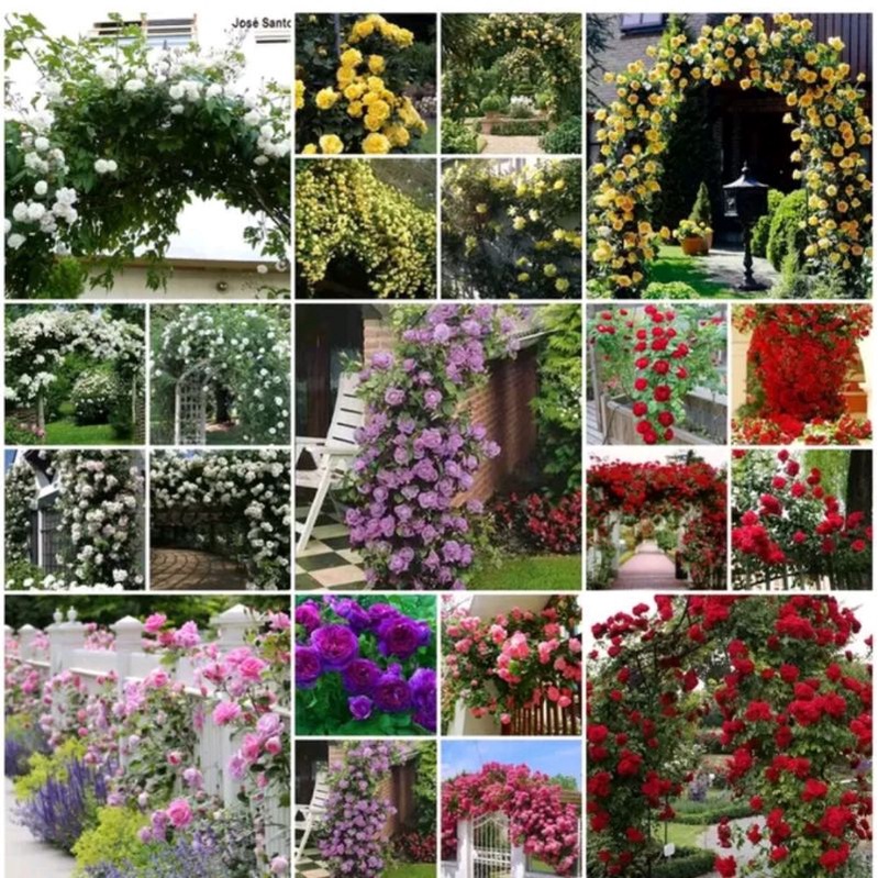 Rosa Trepadeira Sementes Pink/Vermelha/Roxa/Amarela/Branca | Shopee Brasil