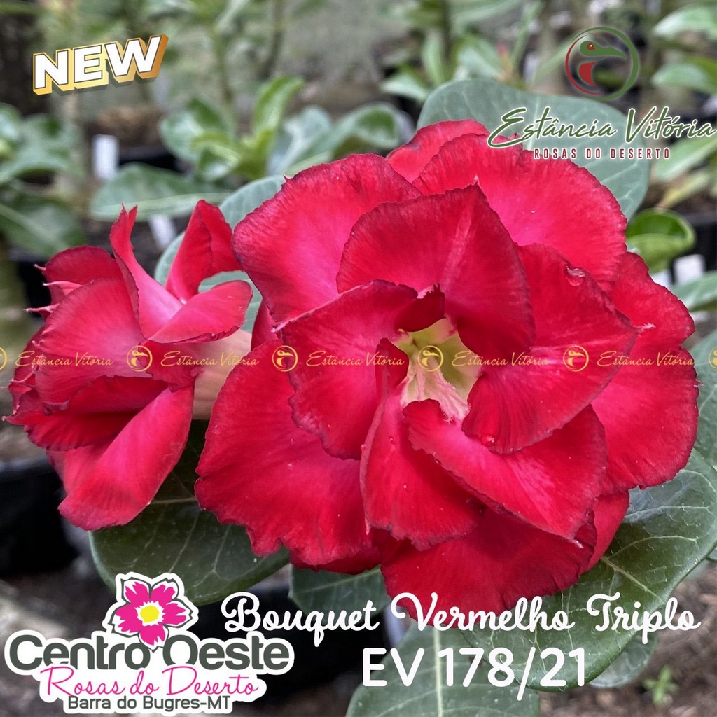 Rosa do Deserto Enxerto EV-178 Bouquet Vermelho Triplo | Shopee Brasil