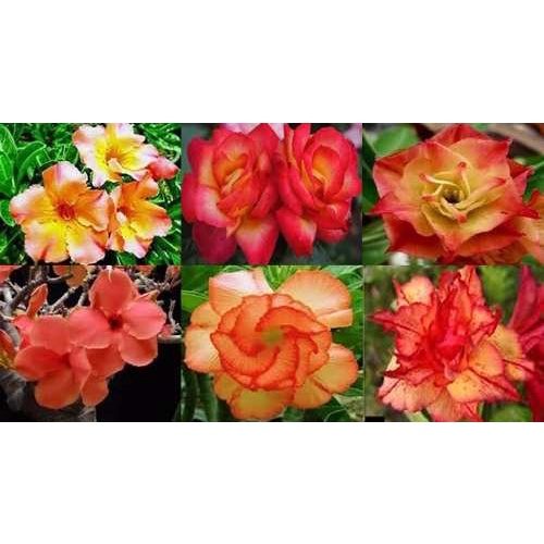 Kit Sementes, Laranjas, Roxas ,negras, Amarelas E Matizadas | Shopee Brasil