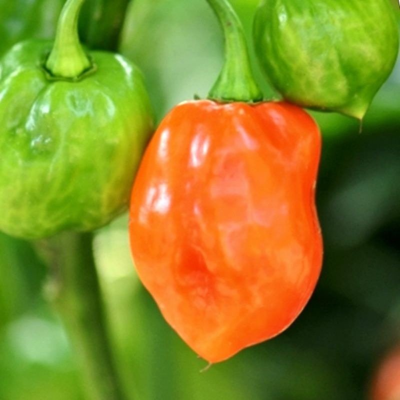 20 Sementes Pimenta de Cheiro do Norte - Capsicum Chinense | Shopee Brasil