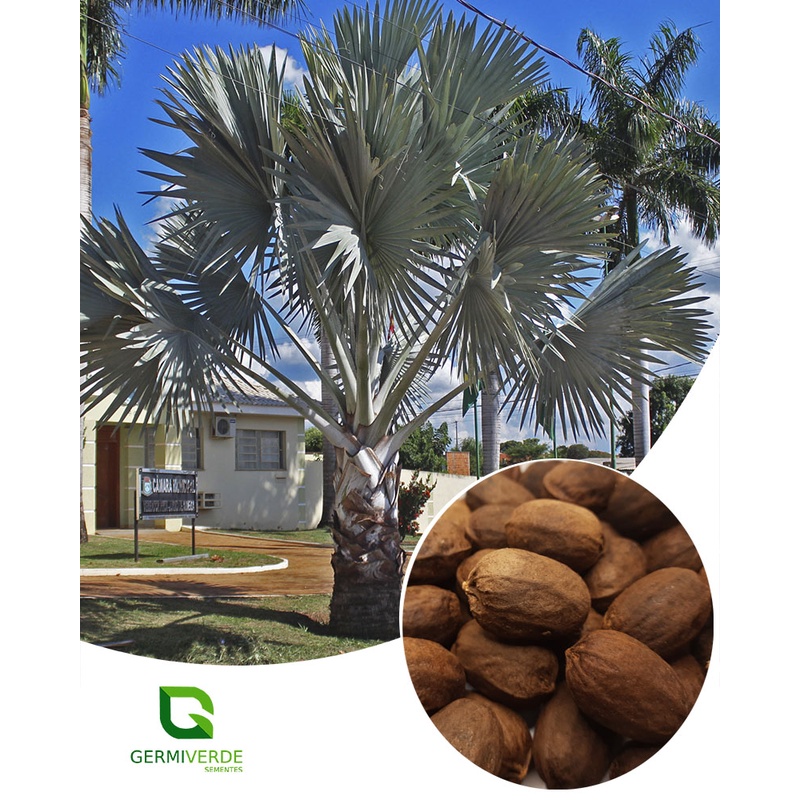 100 Sementes De Palmeira Azul Bismarckia Germinação 80% - Escorrega o Preço