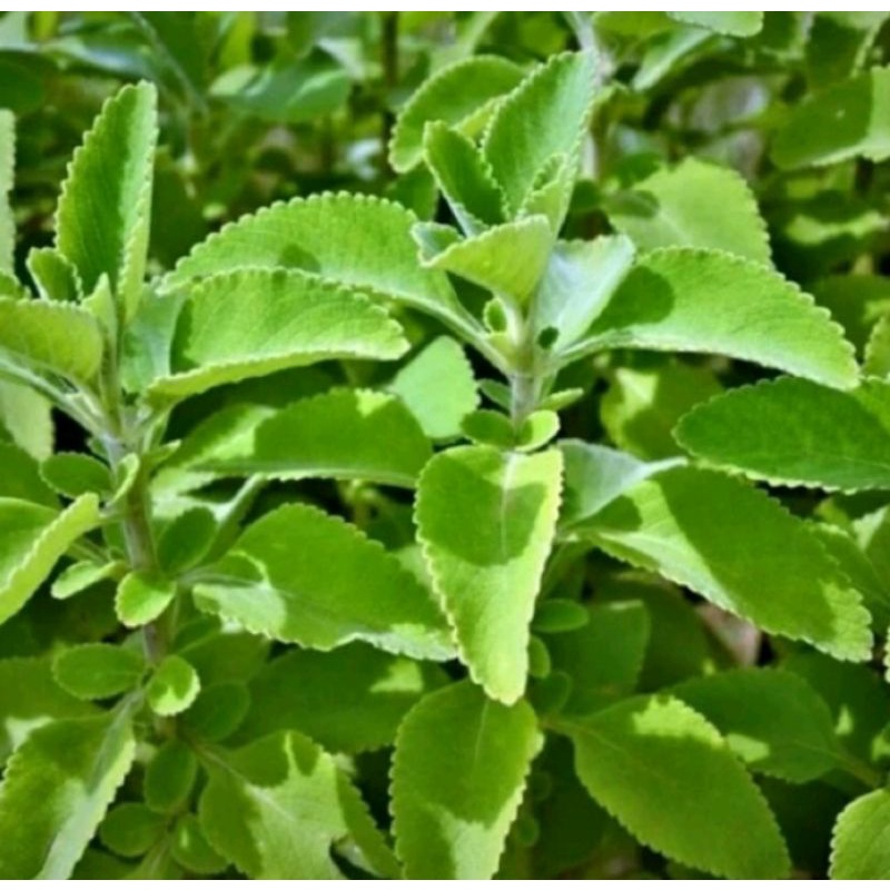 Boldo do Chile Orgânico 20 Folhas- Chá de Boldo do Chile | Shopee Brasil