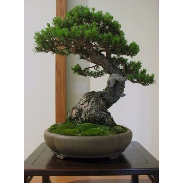 20 Sementes Pinheiro Negro Pinus thunbergii para Mudas Jardins ...