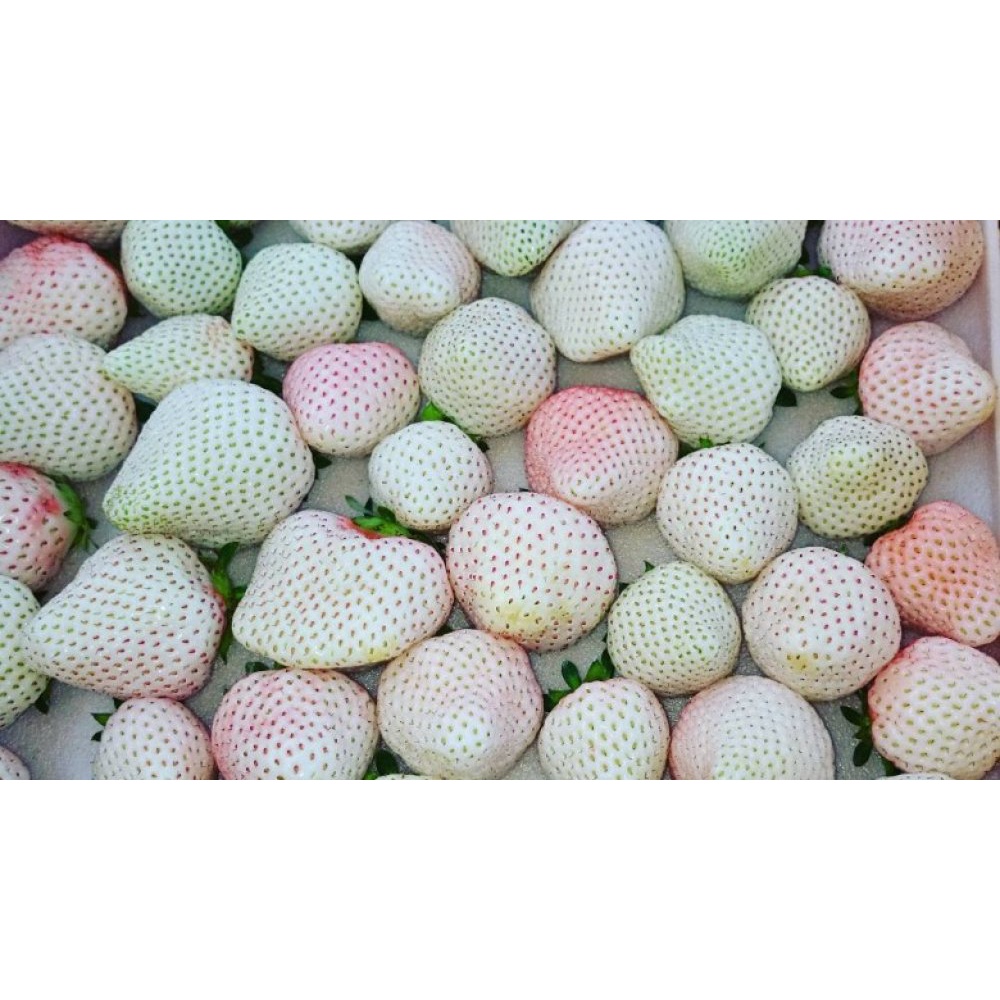 100 Sementes De Morango Branco Pineberry raro envio expresso com manual ...