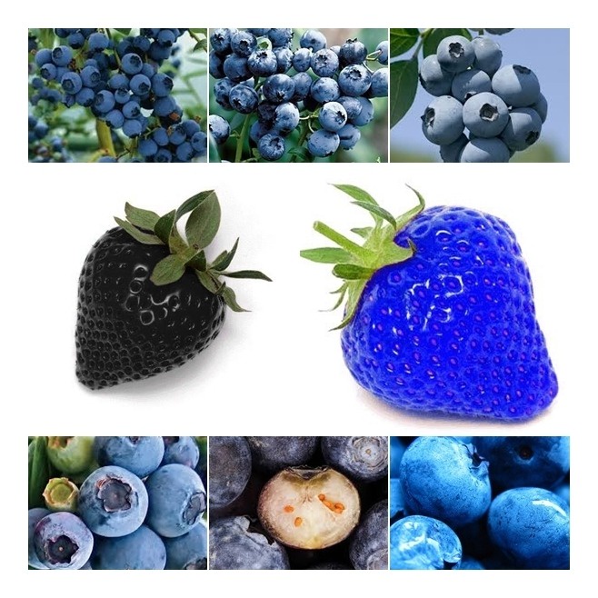 100 Sementes Morango Azul + Negro+60 Blueberry | Shopee Brasil