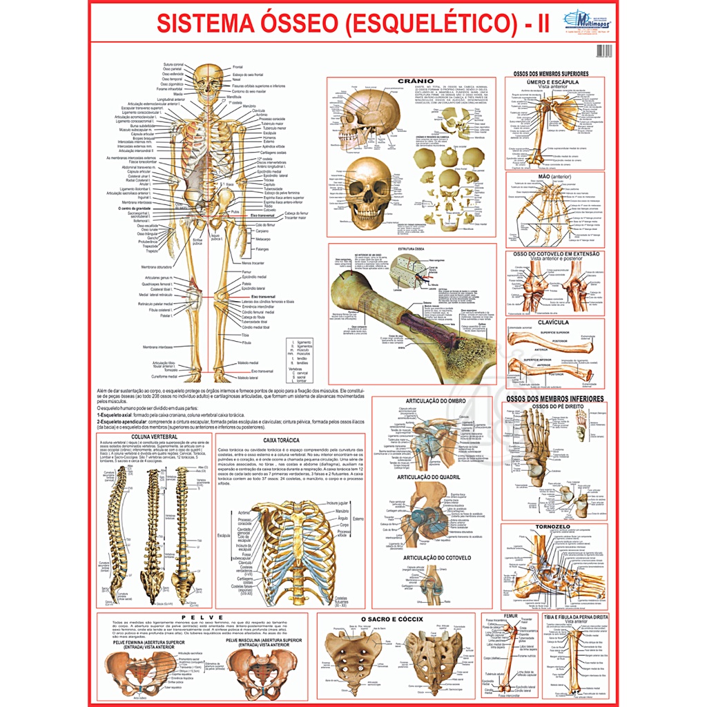 Mapa Sistema Esqueletico Osseo 2 Corpo Humano Anatomia MEdicina ...