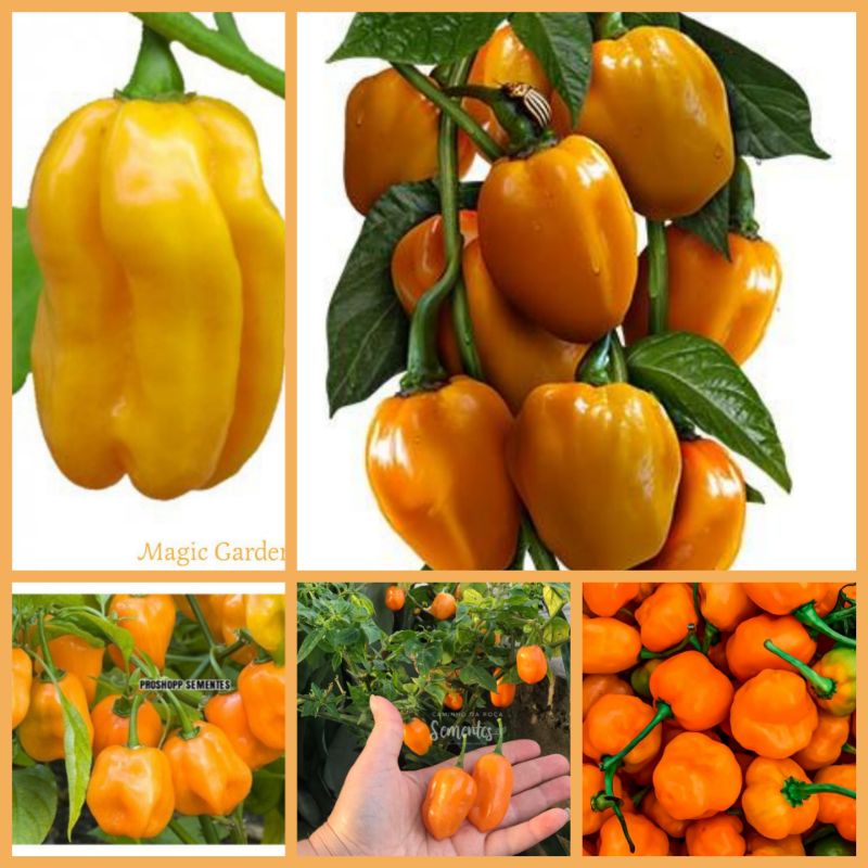 100 Sementes de Pimenta De Cheiro do Norte. | Shopee Brasil