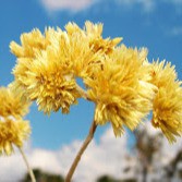 Flor de Macela, Loja Online | Shopee Brasil