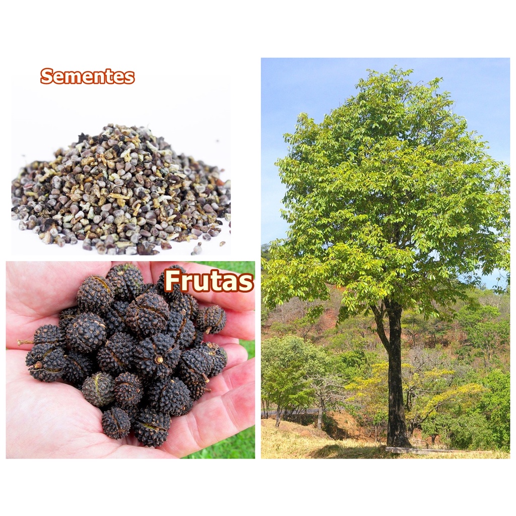 100 Sementes de Mutambo ou Mutamba Preta Verdadeira (Guazuma ulmifolia ...