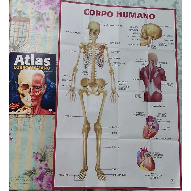 Atlas ilustrado do corpo humano com Megaposter - Editora Ciranda ...