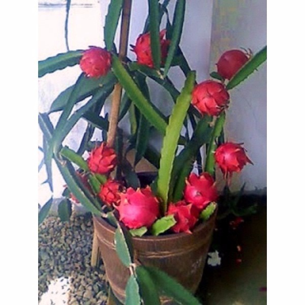 50 Sementes Da Rara Pitaia Rosa Pitaya - - | Shopee Brasil