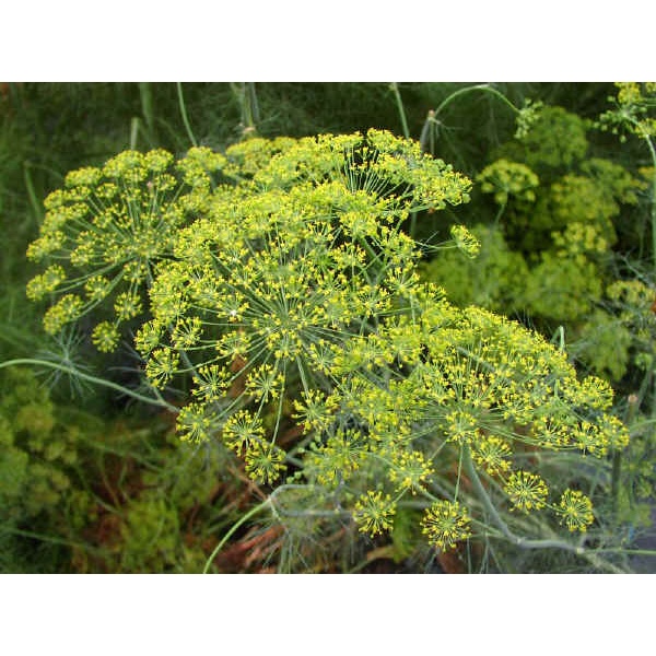 20 Sementes de Endro Aneto Planta Medicinal | Shopee Brasil