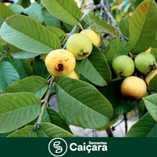 Sementes de Goiaba Vermelha 100gr | Shopee Brasil