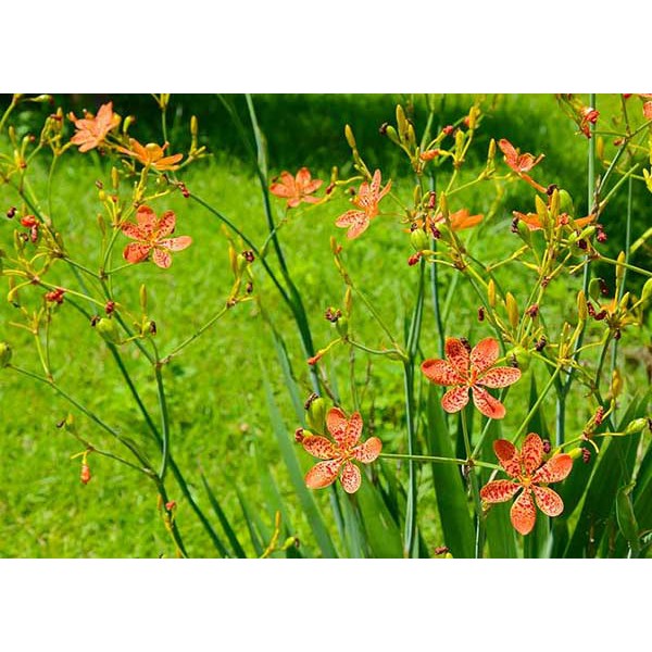 Flor Leopardo (belamcanda Chinensis) 50 Sementes | Shopee Brasil