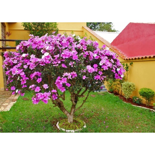 Manacá Da Serra 10 Sementes Tibouchina Mutabilis anão | Shopee Brasil