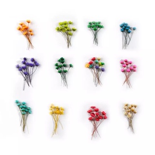 Flor Seca Natural Sempre Viva - 24 unidades | Shopee Brasil