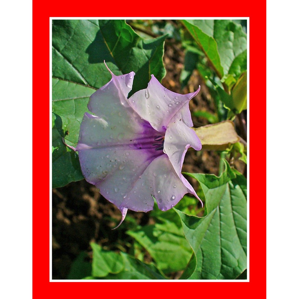 Datura Stramonium - Trombeta - Flor - 650 Sementes Para Sementes ...