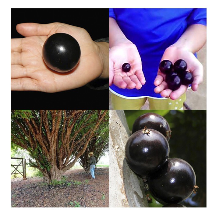 Sementes de Jabuticaba Jaboticaba para Plantio de Mudas | Shopee Brasil