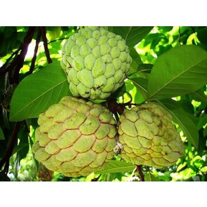 20 Sementes de Pinha OU Ata OU Fruta do Conde, Promoção | Shopee Brasil