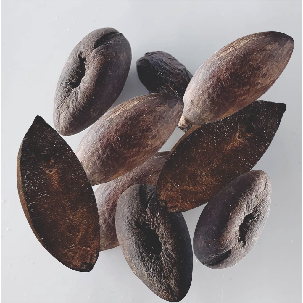 10 Sementes De Pixurim / Pixuri / Puxuri / Pichuri Promoção | Shopee Brasil