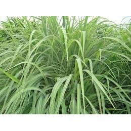 Capim Andropogon Gayanus CV: Planaltina 1 Kg de sementes | Shopee Brasil