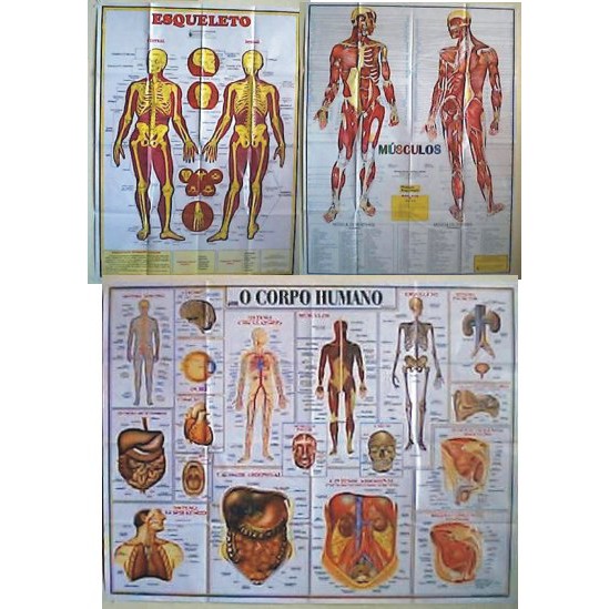 MAPAS DE ANATOMIA - Esqueleto - Corpo Humano - Músculos | Shopee Brasil