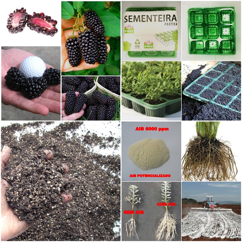 100 Sementes Amora Gigante + Sementeira + Substrato | Shopee Brasil