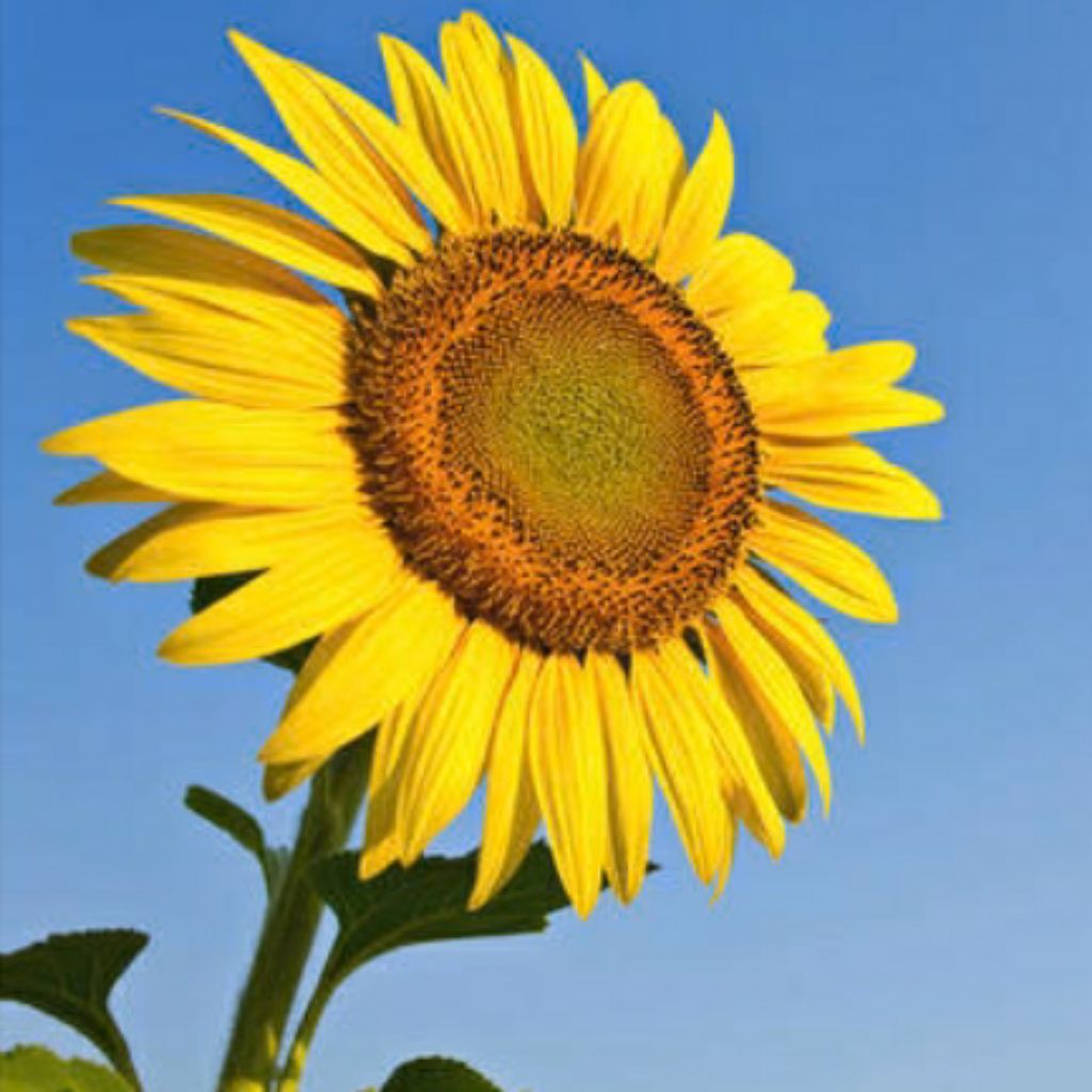 Girassol🌻modas, Loja Online | Shopee Brasil