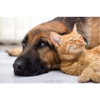 Natu Verm Caes e Gatos Vermífugo Oral De Amplo Espectro Dose Unica c/4 ...