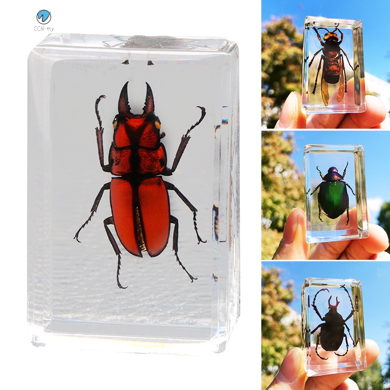 Coleção Insect In Resina Estampa De Inseto Para Mesa De Escritório ...