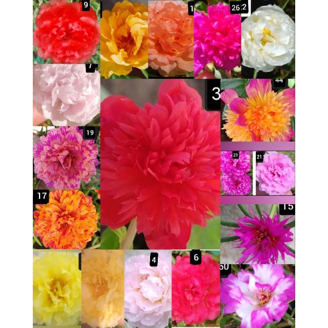 Kit com 17 cores da Flor Onze Horas | Shopee Brasil