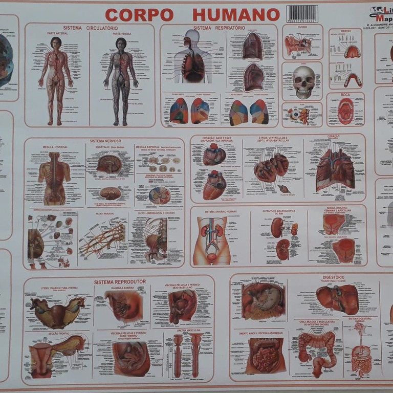 MAPA DO CORPO HUMANO - Multicores Plastificado - Em Língua Portuguesa ...